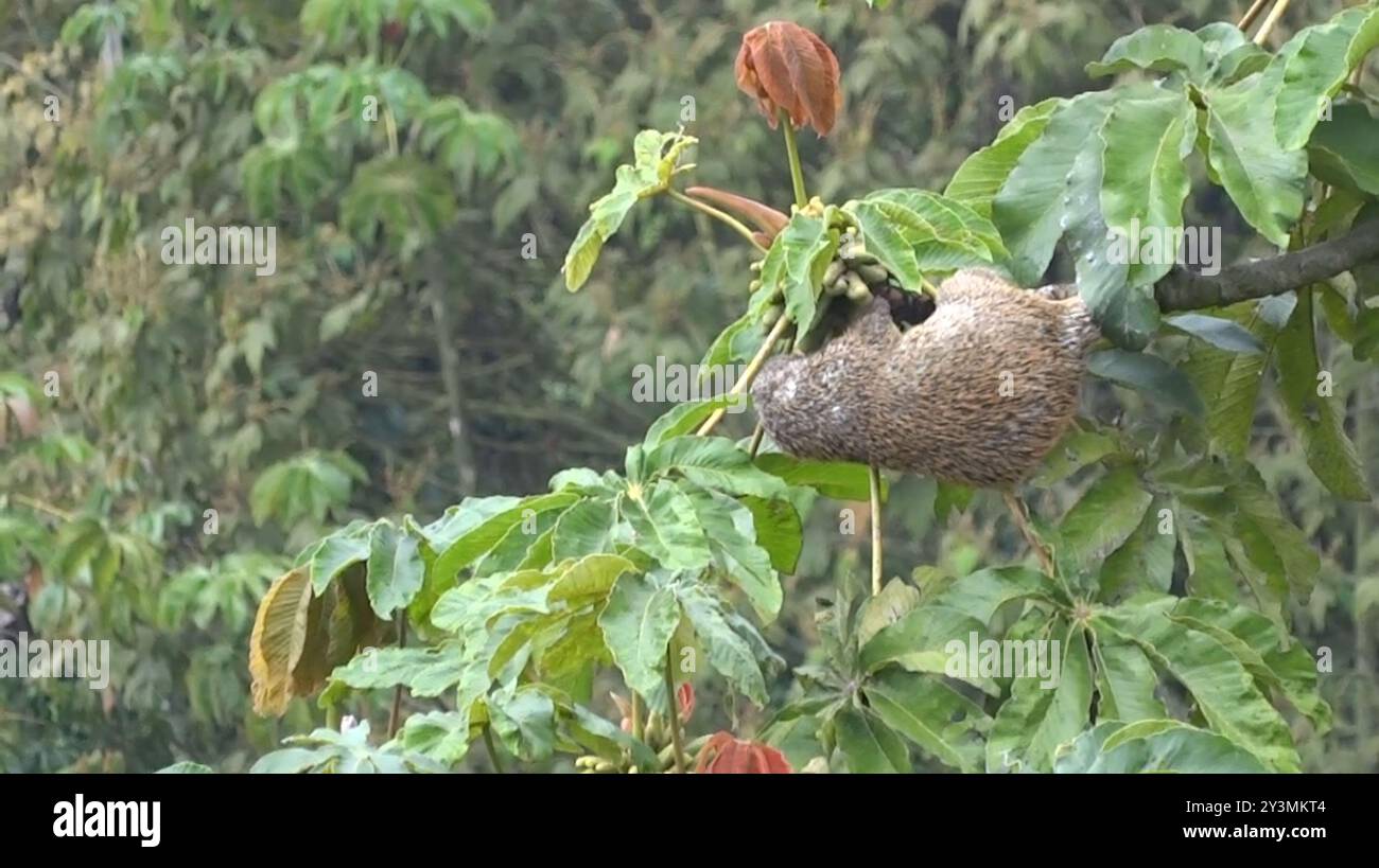 Stump-tailed Porcupine (Coendou rufescens) Mammalia Stock Photo - Alamy
