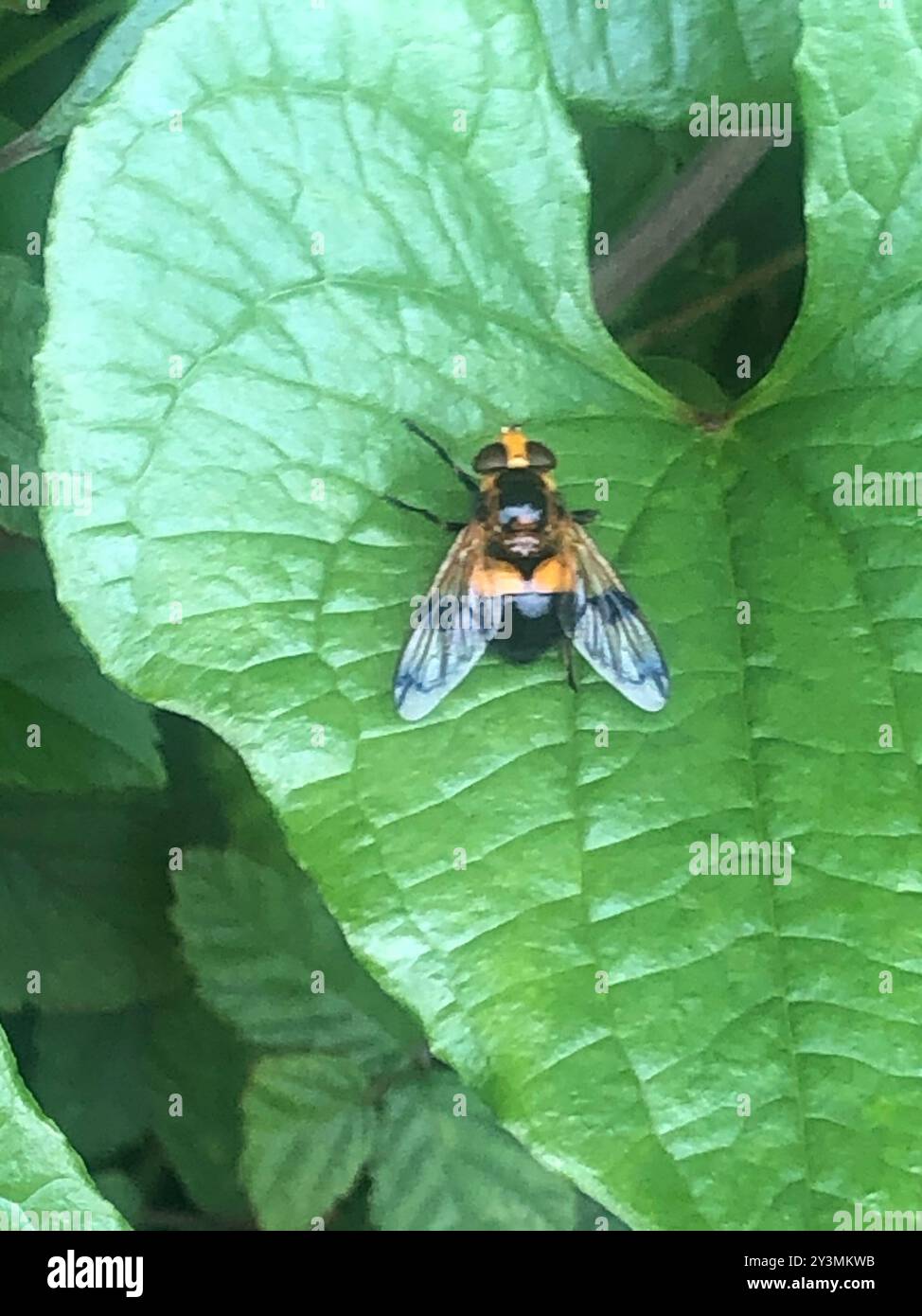 (Volucella inflata) Insecta Stock Photo - Alamy