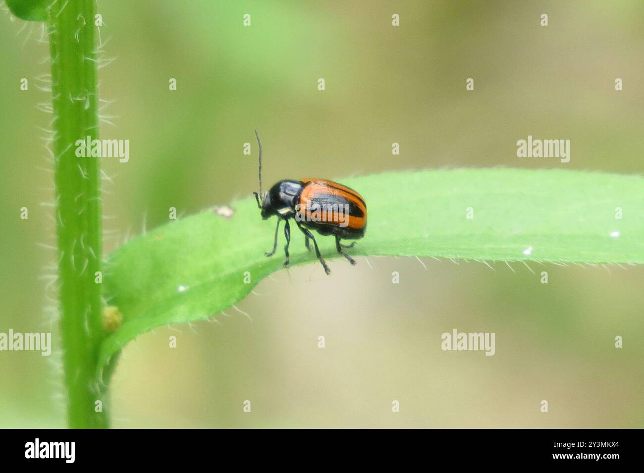 black-and-red pot beetle (Cryptocephalus bipunctatus) Insecta Stock ...