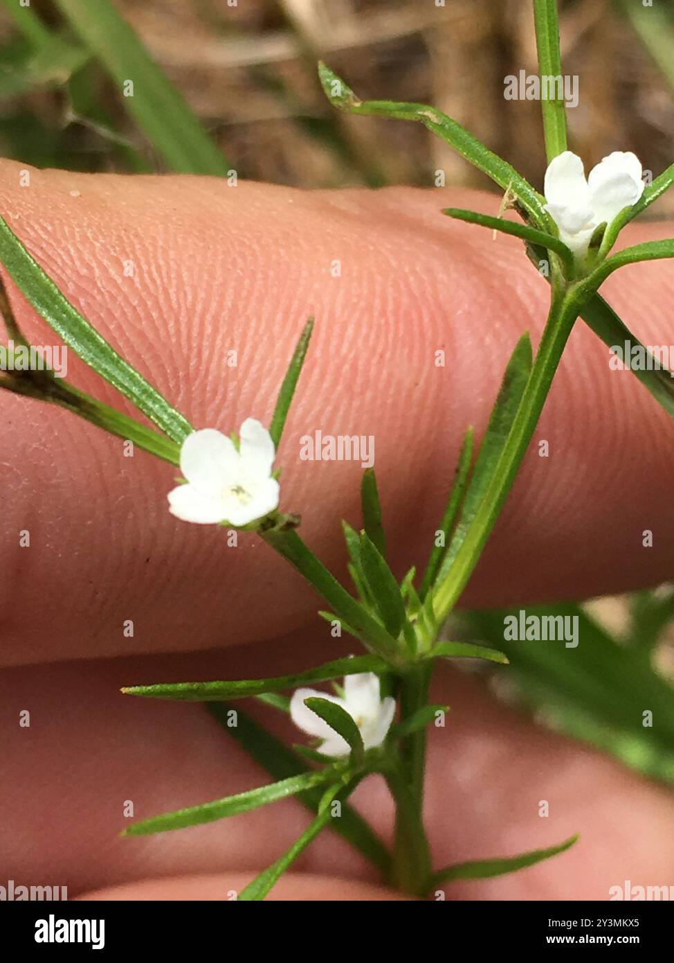 Rust Weed (Polypremum procumbens) Plantae Stock Photo - Alamy