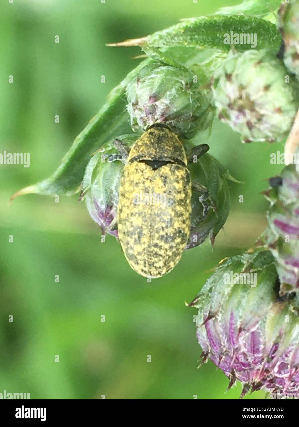 Canada Thistle Bud Weevil (Larinus carlinae) Insecta Stock Photo - Alamy
