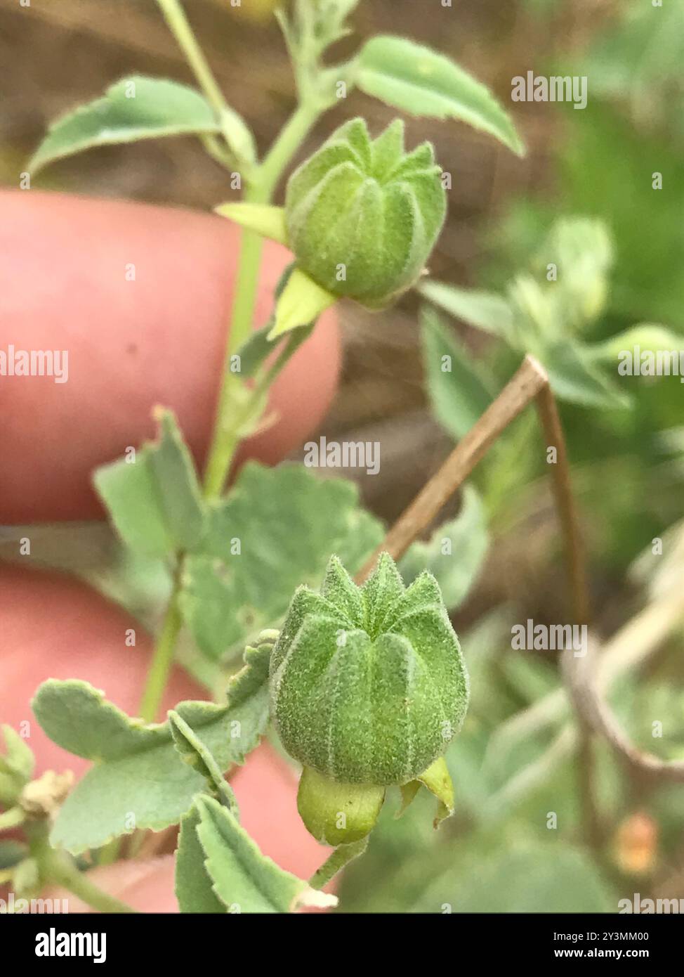 sweet Indian Mallow (Abutilon fruticosum) Plantae Stock Photo - Alamy
