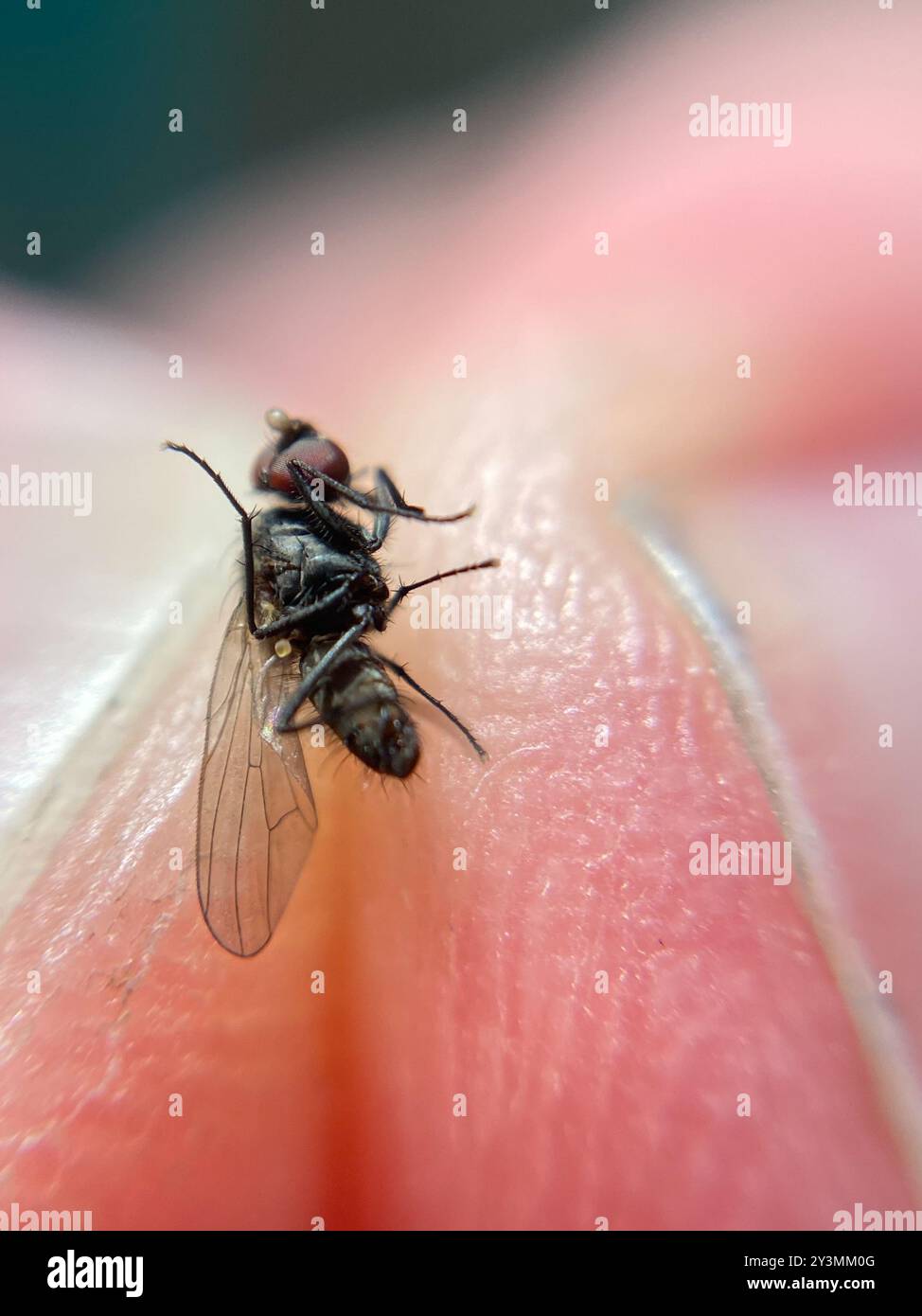 Black Flies (Simuliidae) Insecta Stock Photo - Alamy