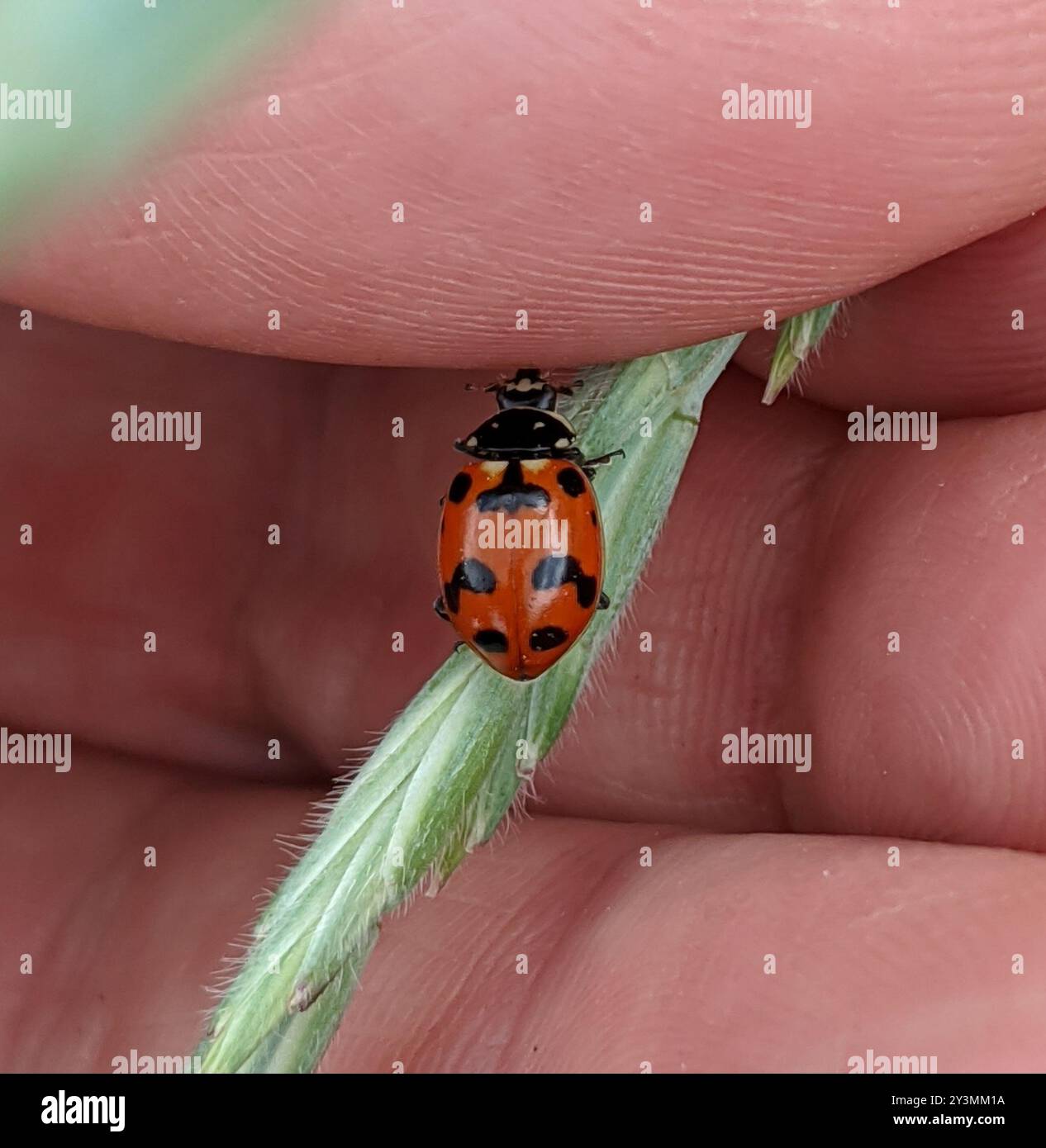 Casey's Lady Beetle (Hippodamia caseyi) Insecta Stock Photo - Alamy