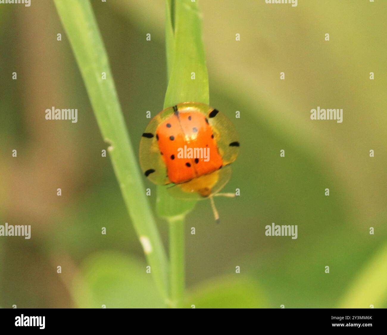 Asian Spotted Tortoise Beetle (Aspidimorpha miliaris) Insecta Stock ...