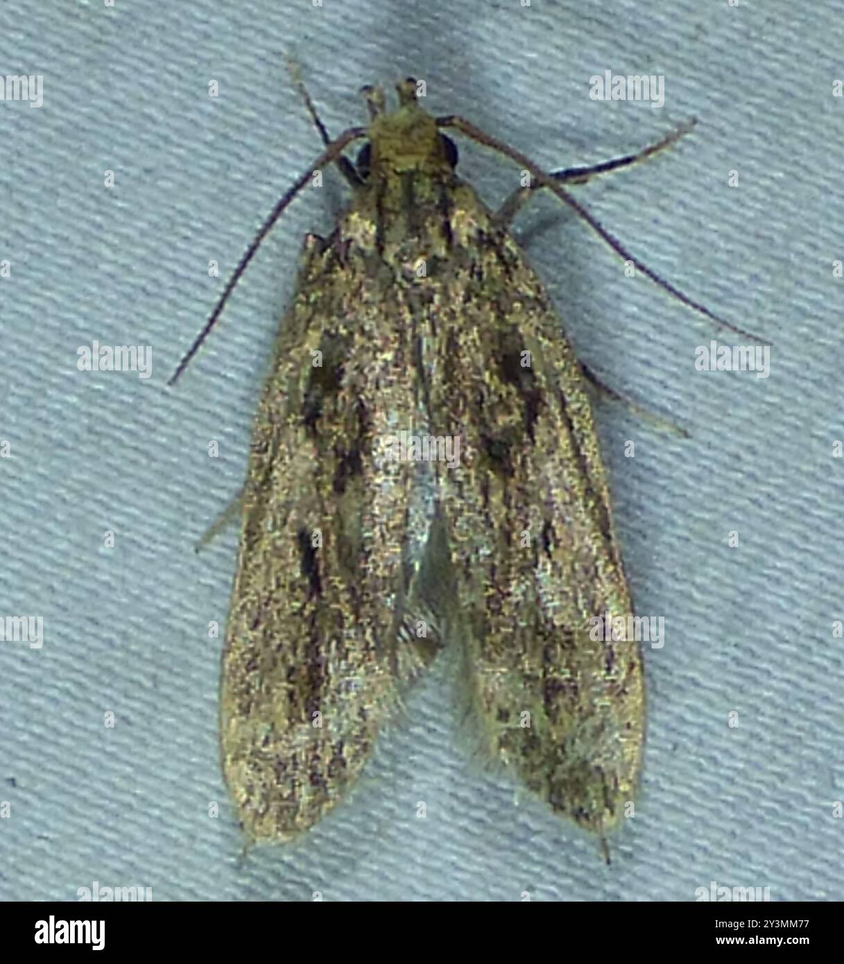 Curved-horn Moths (Gelechioidea) Insecta Stock Photo - Alamy