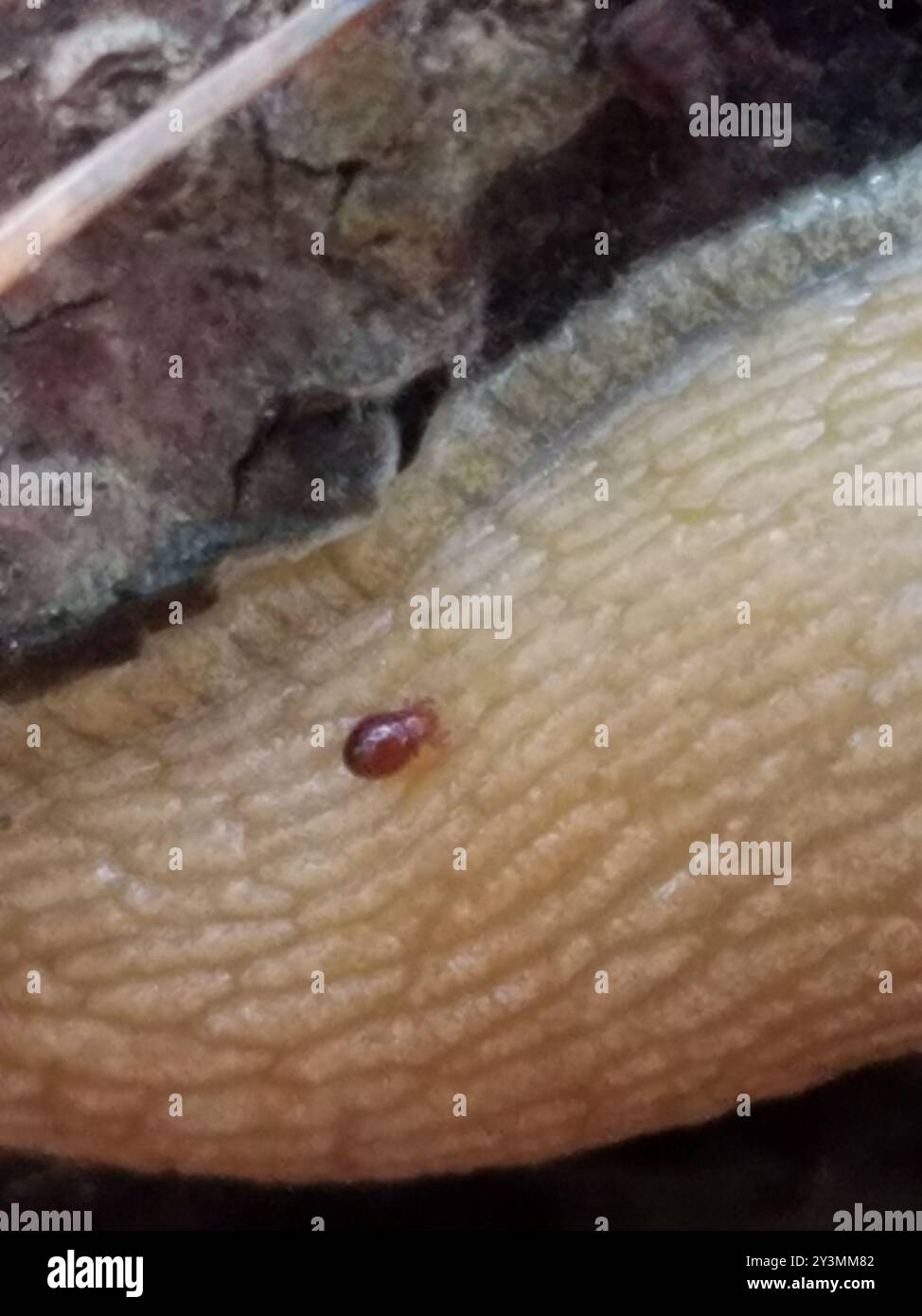 beetle mites (Oribatida) Arachnida Stock Photo - Alamy