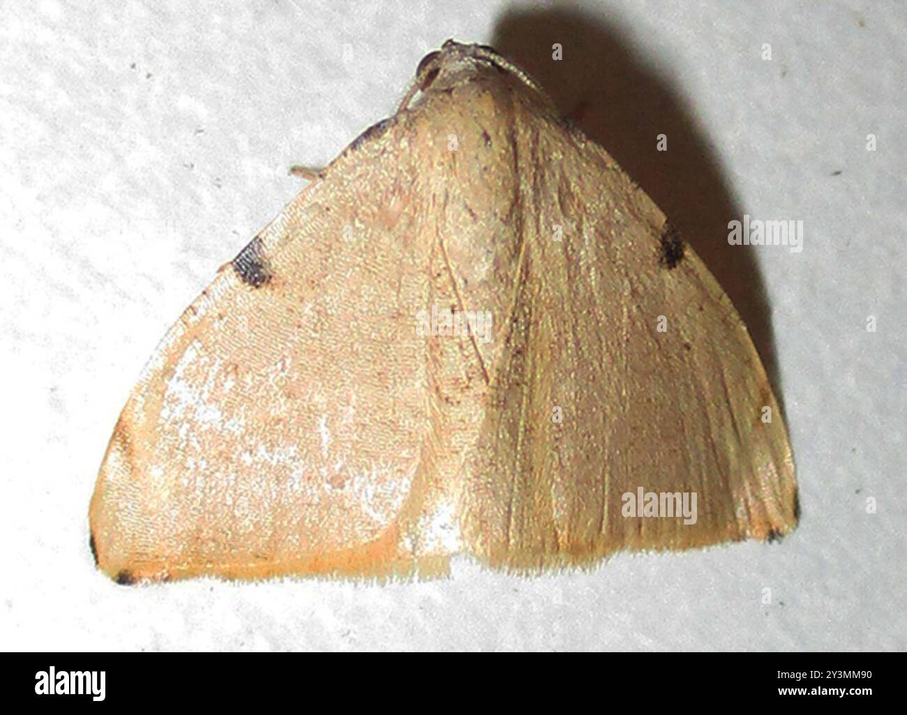 Butterflies and Moths (Lepidoptera) Insecta Stock Photo - Alamy