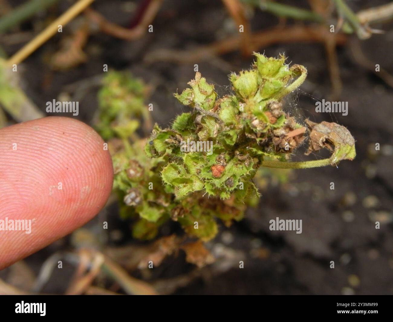 three-seeded mercuries (Acalypha) Plantae Stock Photo - Alamy