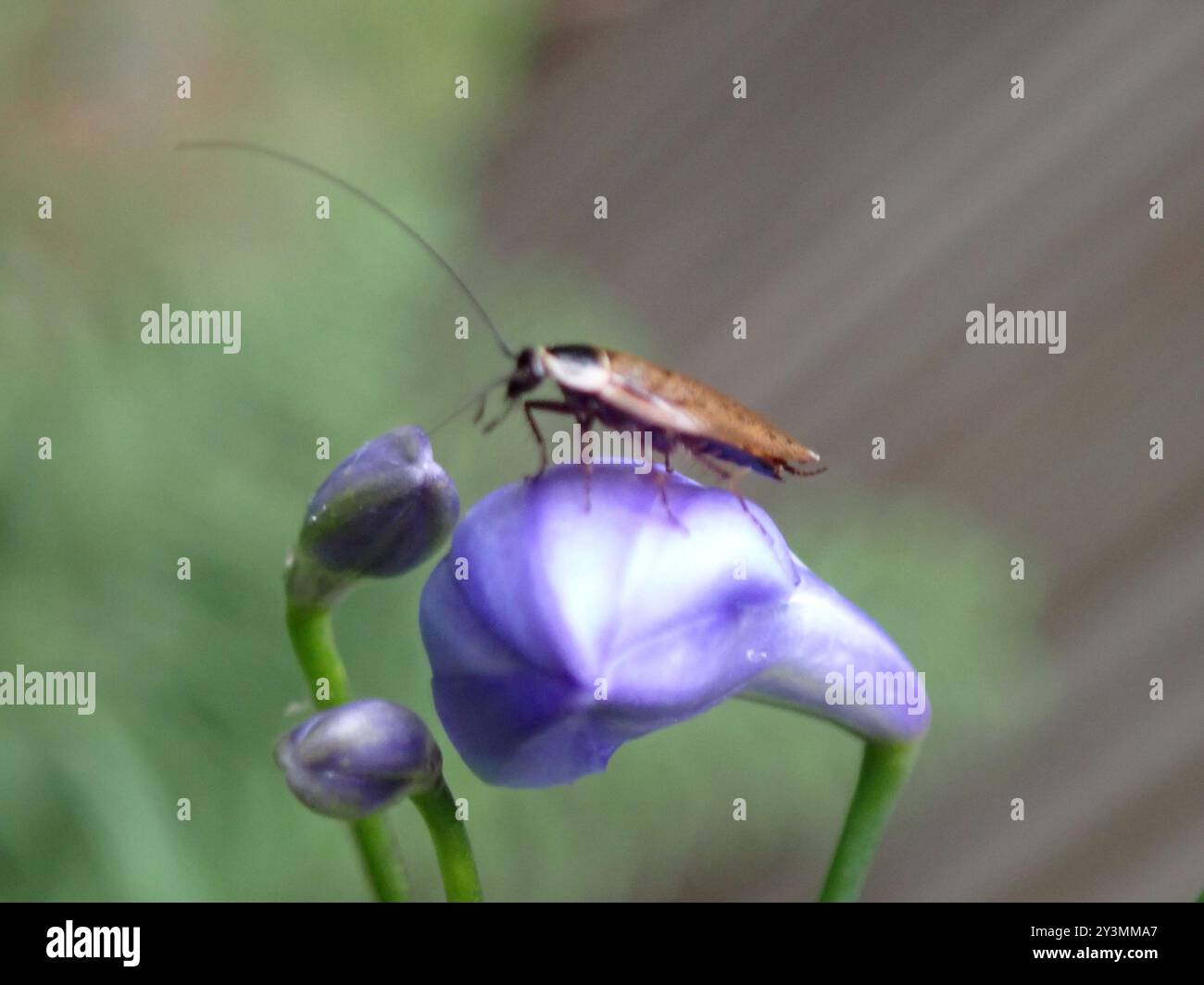 Forest Cockroach (Ectobius sylvestris) Insecta Stock Photo - Alamy