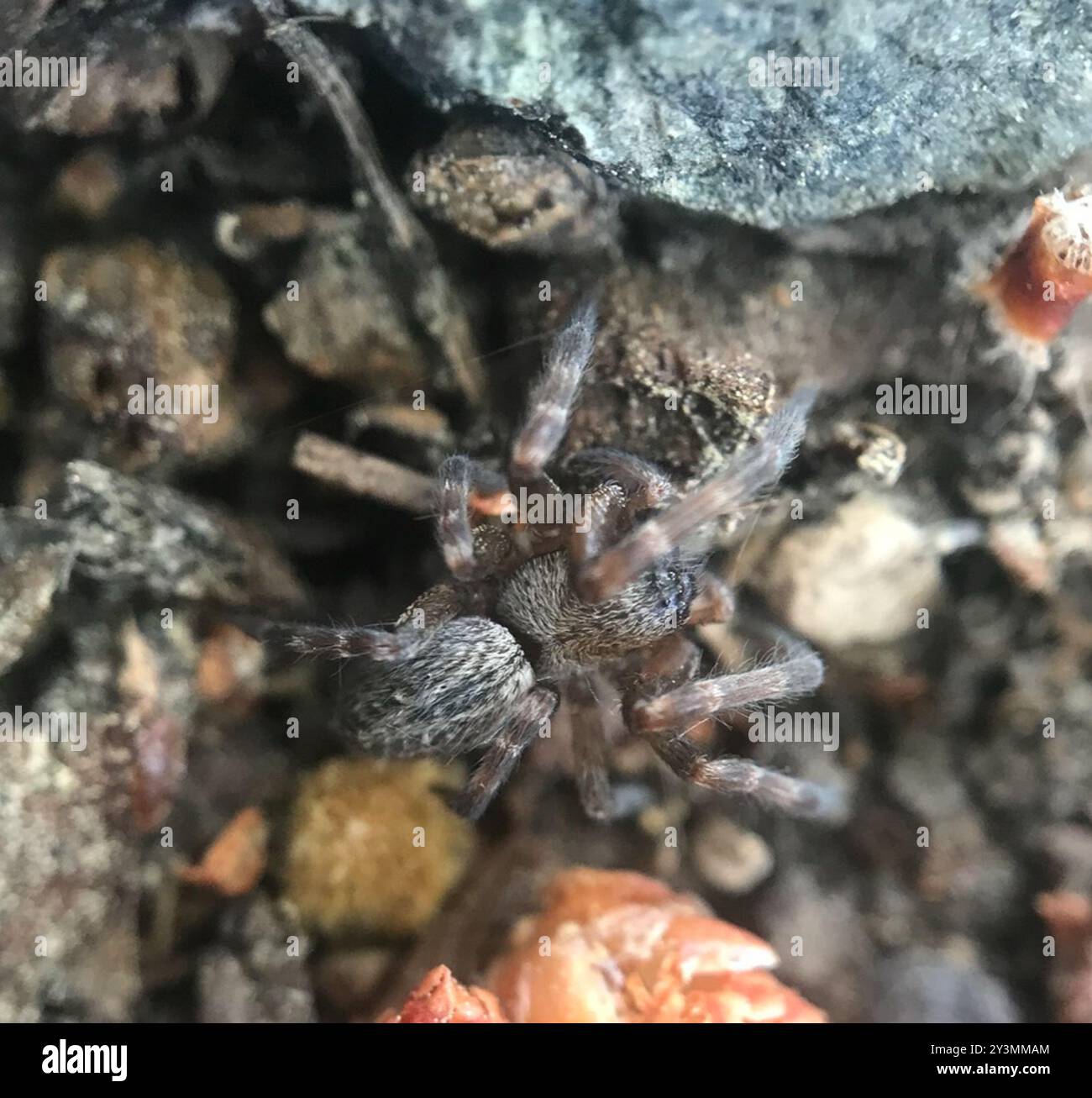 Grey House Spider (Badumna longinqua) Arachnida Stock Photo - Alamy