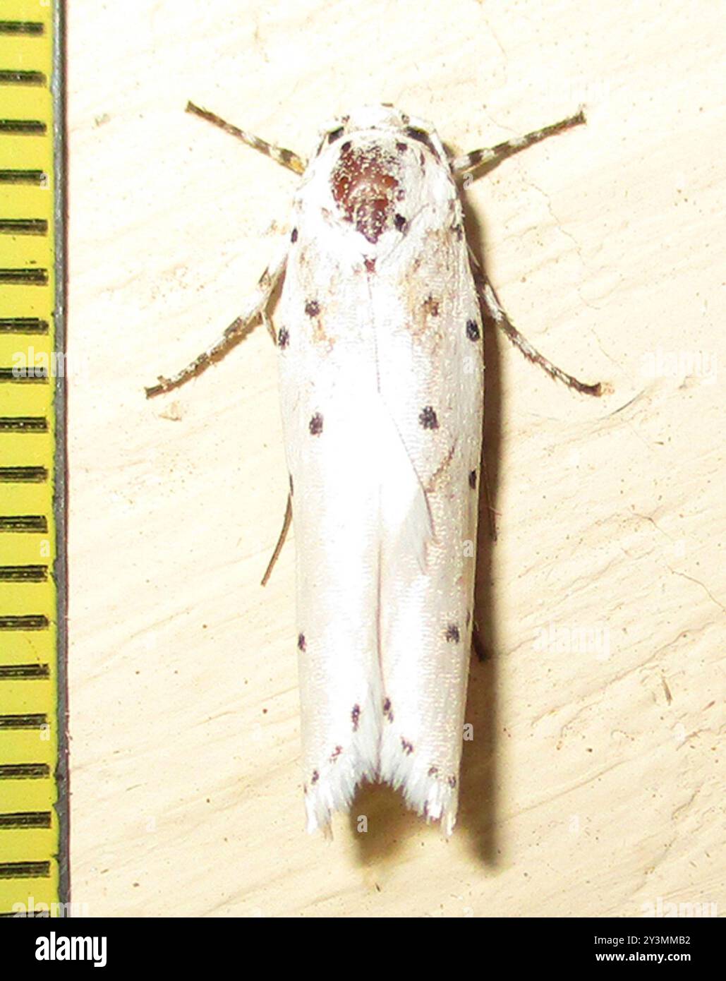 Butterflies and Moths (Lepidoptera) Insecta Stock Photo - Alamy