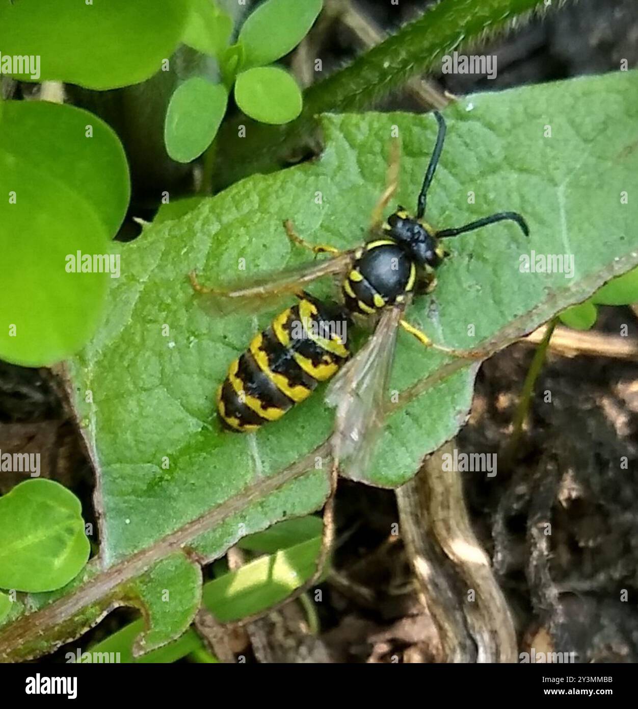Common European Yellowjacket (Vespula vulgaris) Insecta Stock Photo - Alamy