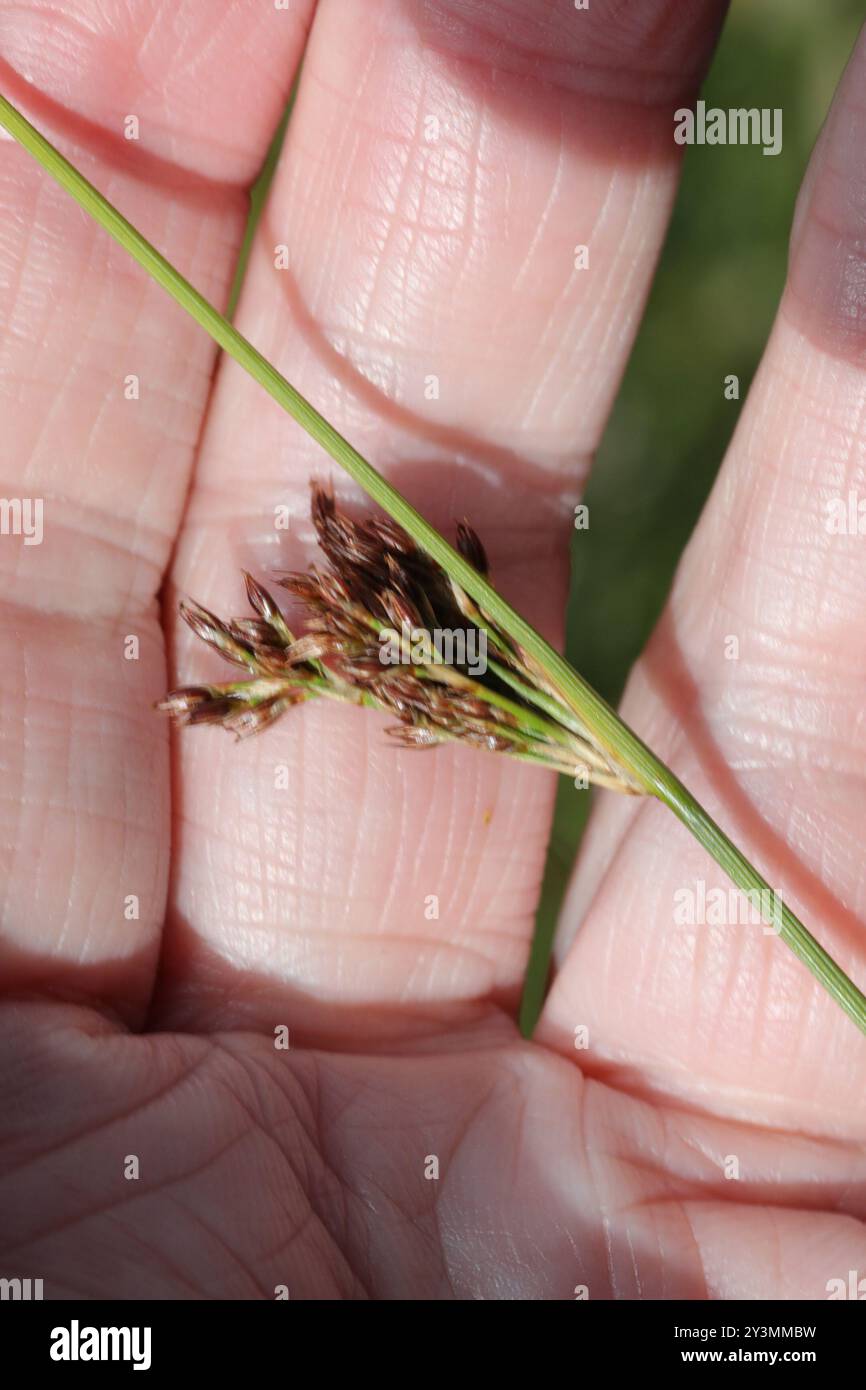 Hard Rush (Juncus inflexus) Plantae Stock Photo - Alamy