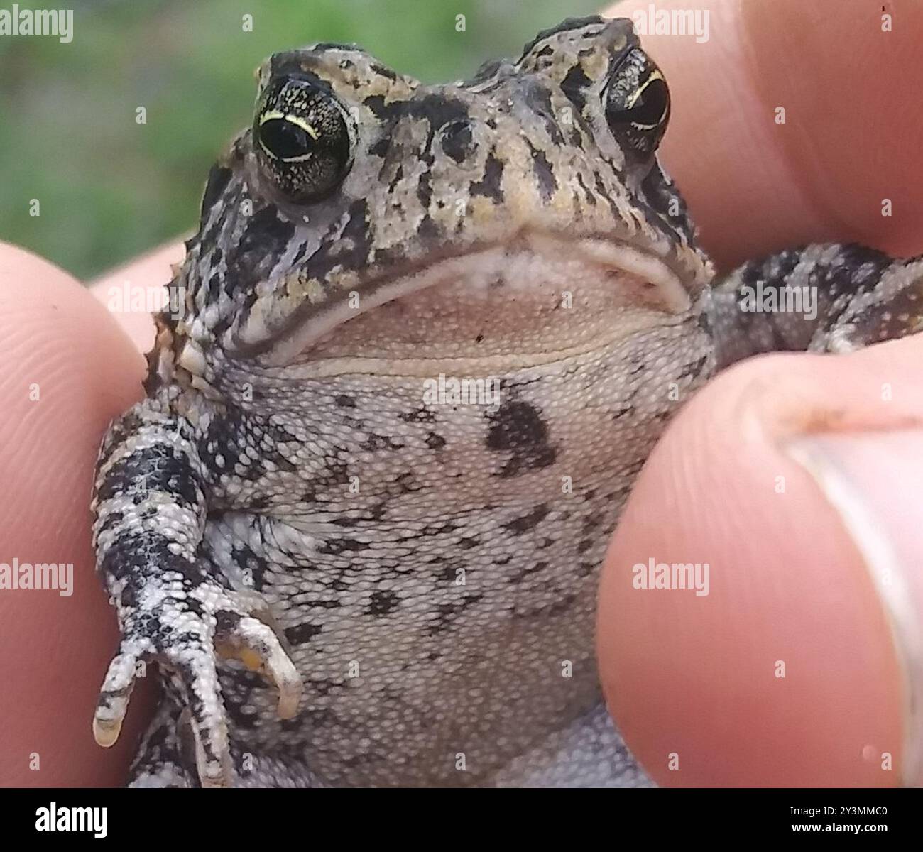 Southern Toad (Anaxyrus terrestris) Amphibia Stock Photo - Alamy
