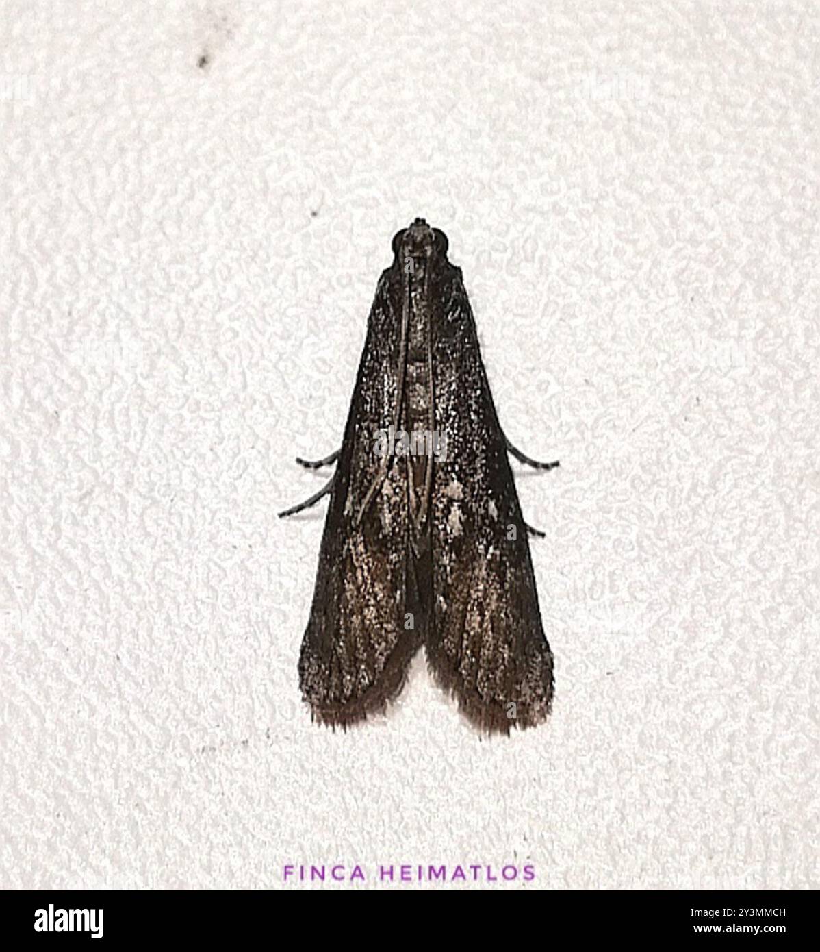 Knot-horn Moths (Phycitinae) Insecta Stock Photo - Alamy