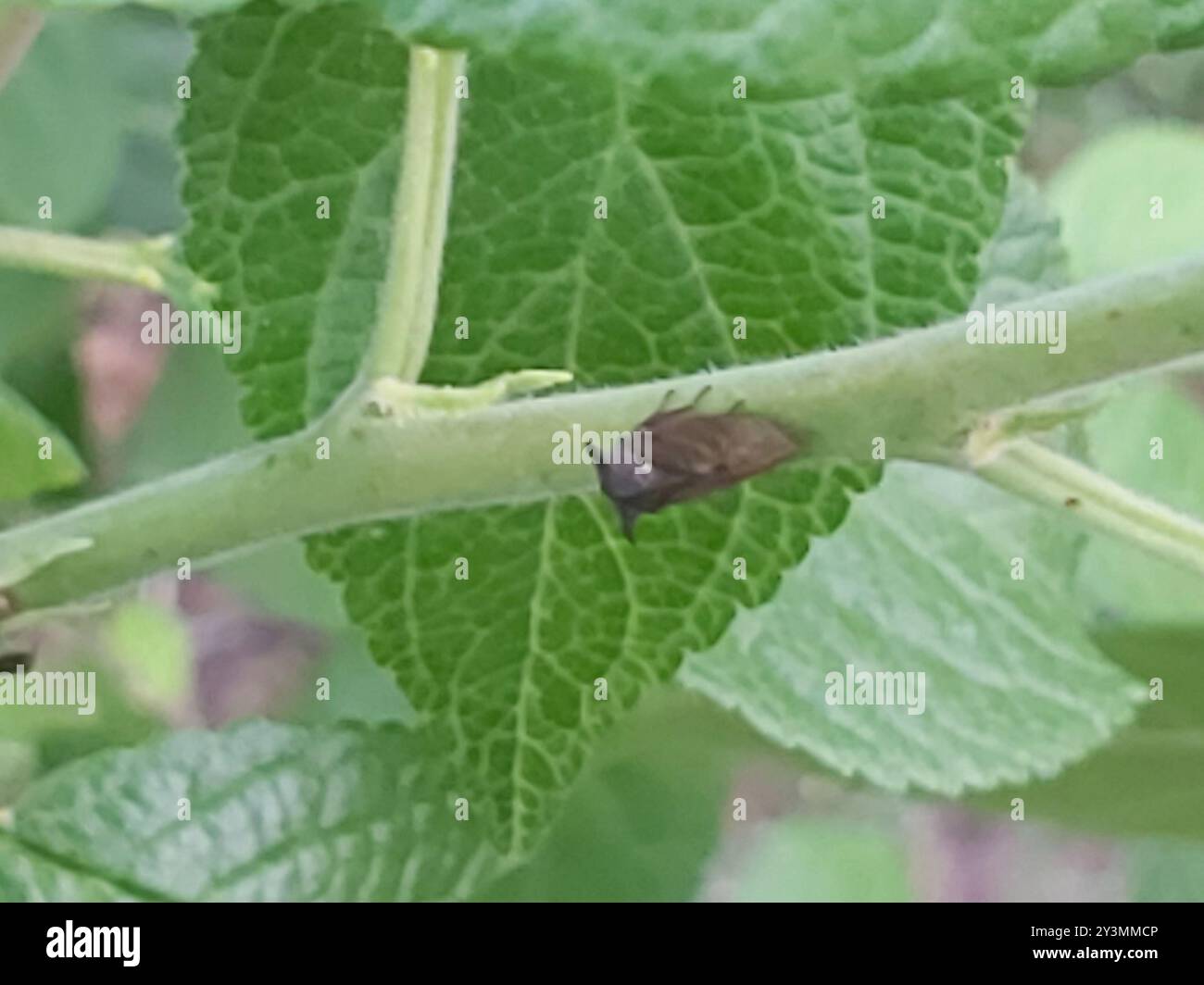 Horned Treehopper (Centrotus cornutus) Insecta Stock Photo - Alamy