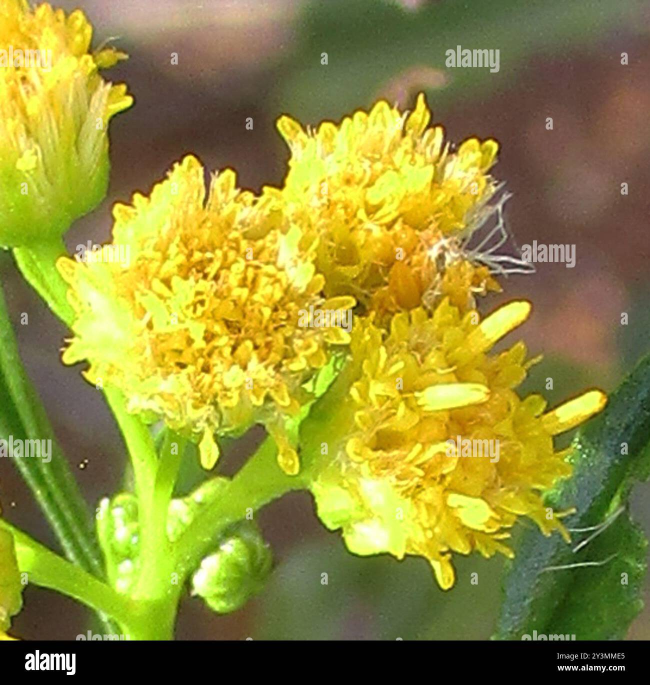 Sticky Psiadia (Psiadia punctulata) Plantae Stock Photo - Alamy