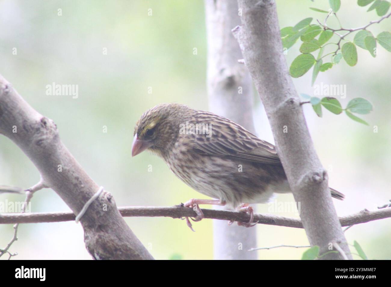 Yellow Bishop (Euplectes capensis) Aves Stock Photo - Alamy