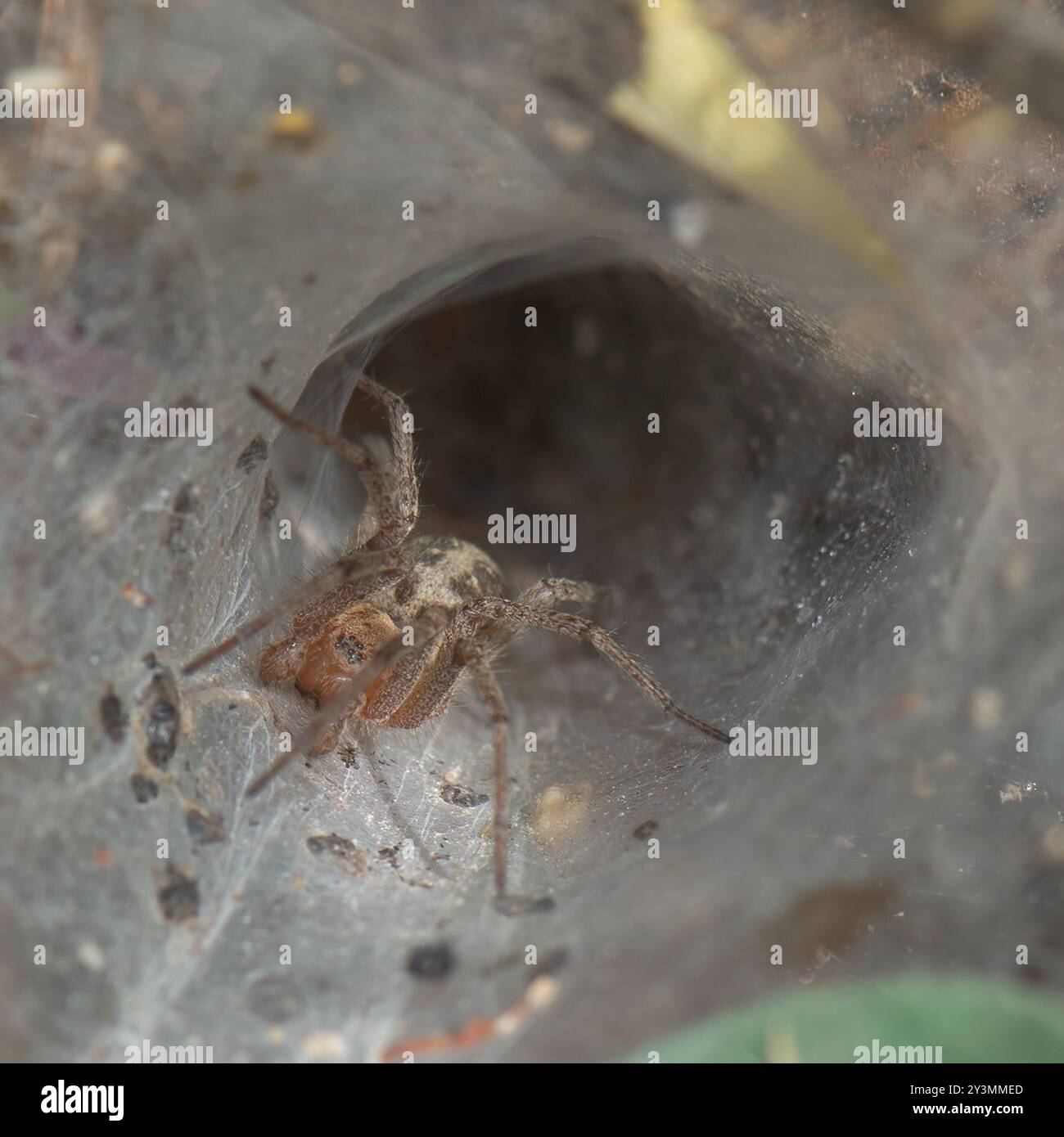 Labyrinth spider (Agelena labyrinthica) Arachnida Stock Photo - Alamy