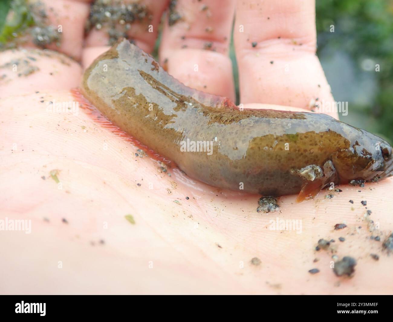 High Cockscomb (Anoplarchus purpurescens) Actinopterygii Stock Photo ...