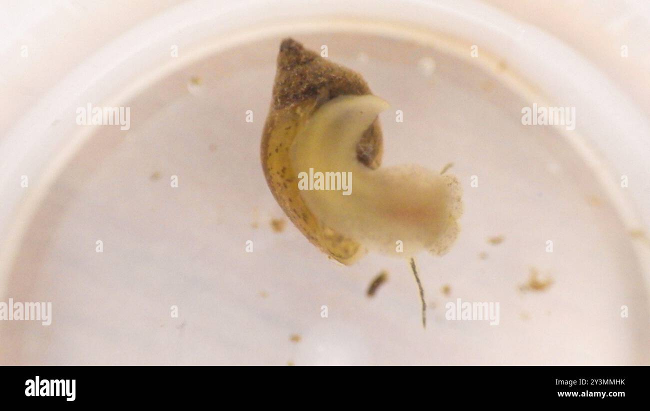 Bladder Snails (Physidae) Mollusca Stock Photo - Alamy