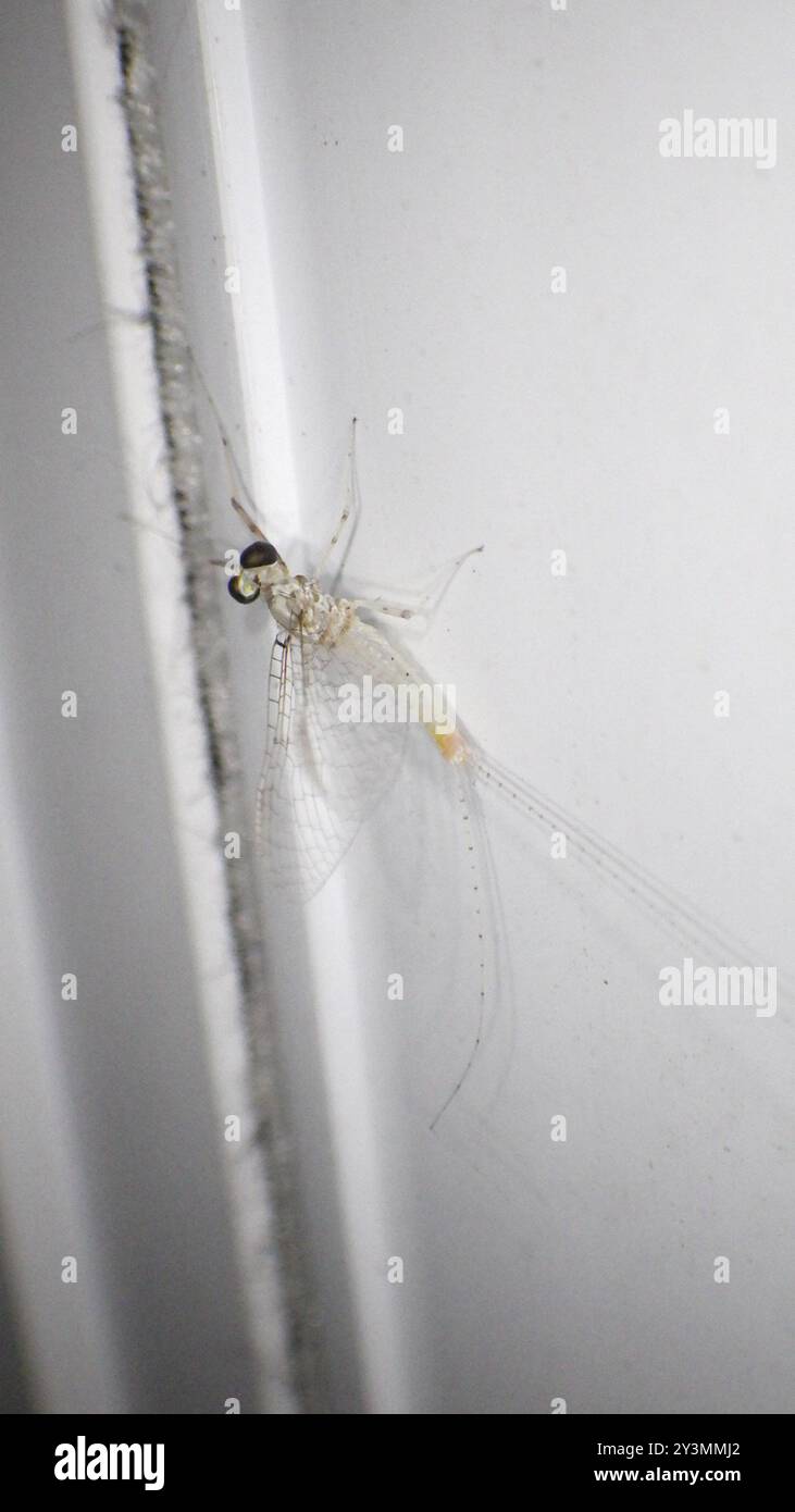 Modest Flat-headed Mayfly (Maccaffertium modestum) Insecta Stock Photo ...