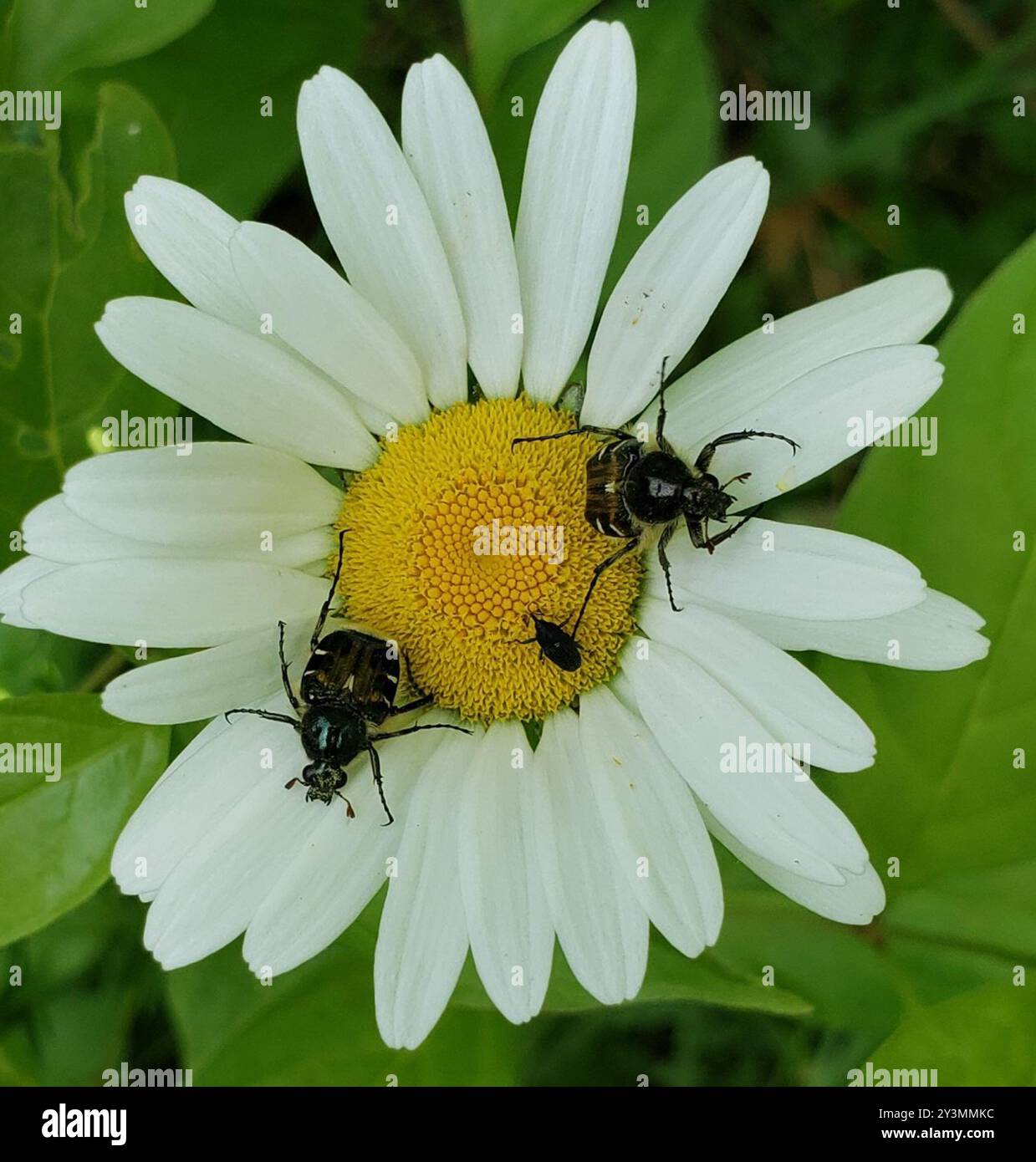 Bee-like Flower Scarab (Trichiotinus piger) Insecta Stock Photo - Alamy