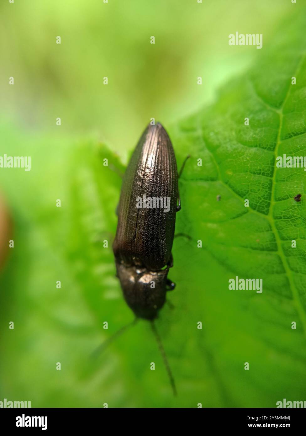 copper click beetle (Ctenicera cuprea) Insecta Stock Photo - Alamy