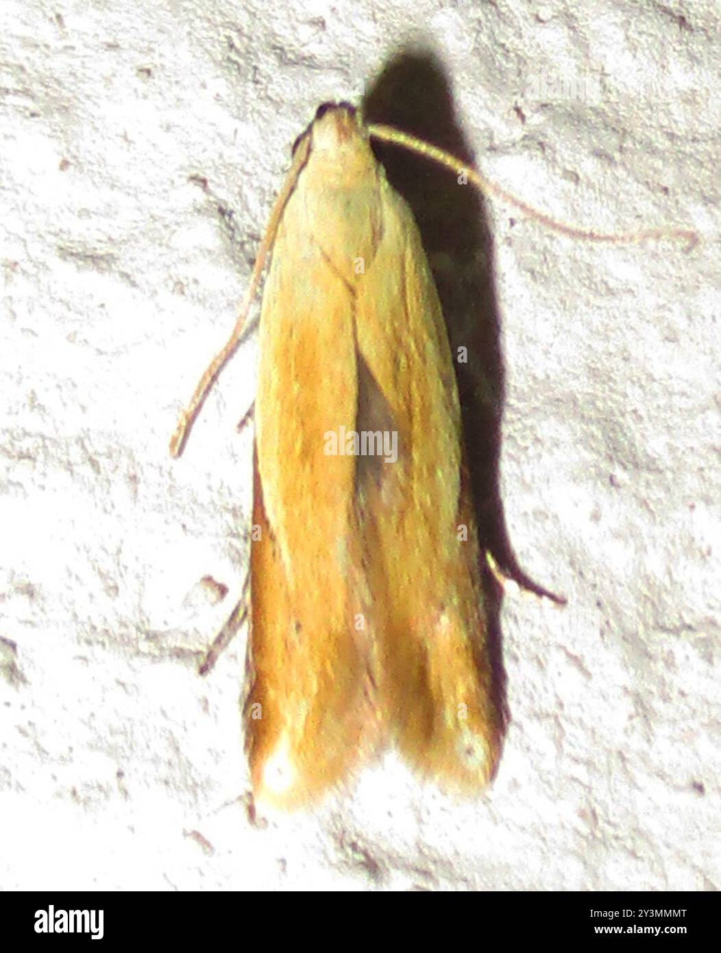 Butterflies and Moths (Lepidoptera) Insecta Stock Photo - Alamy