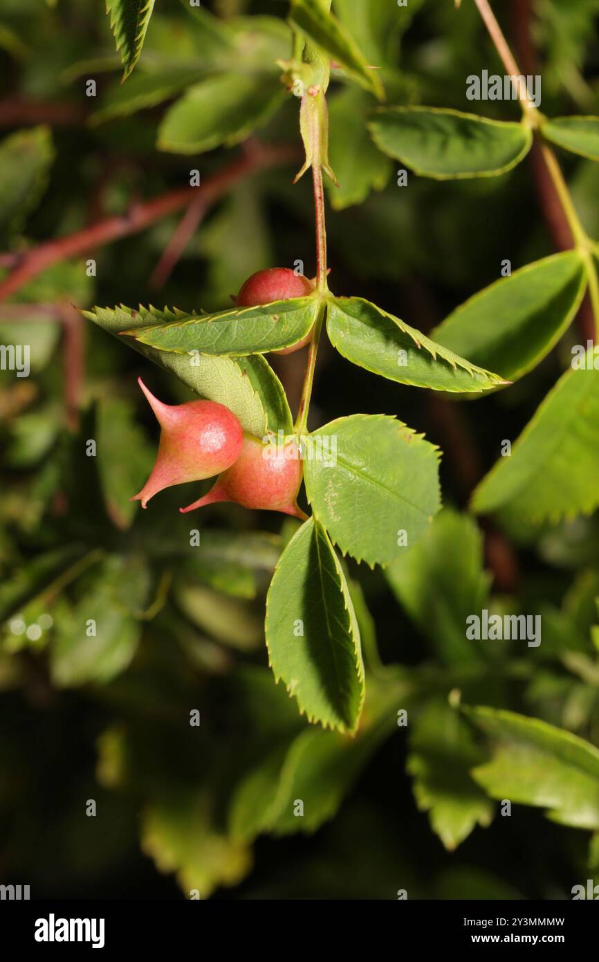 Spiked Pea Gall Wasp (Diplolepis nervosa) Insecta Stock Photo - Alamy