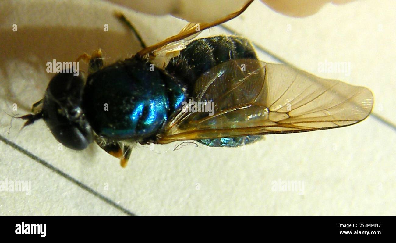 Broad Centurion Fly (Chloromyia formosa) Insecta Stock Photo - Alamy