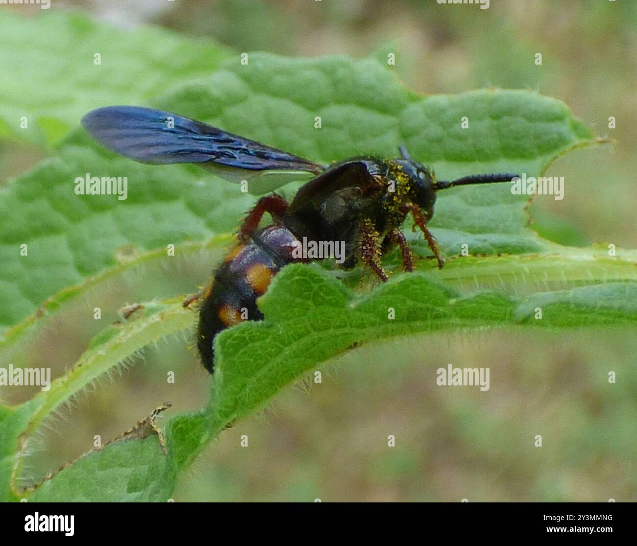Noble Scoliid Wasp (Scolia nobilitata) Insecta Stock Photo - Alamy