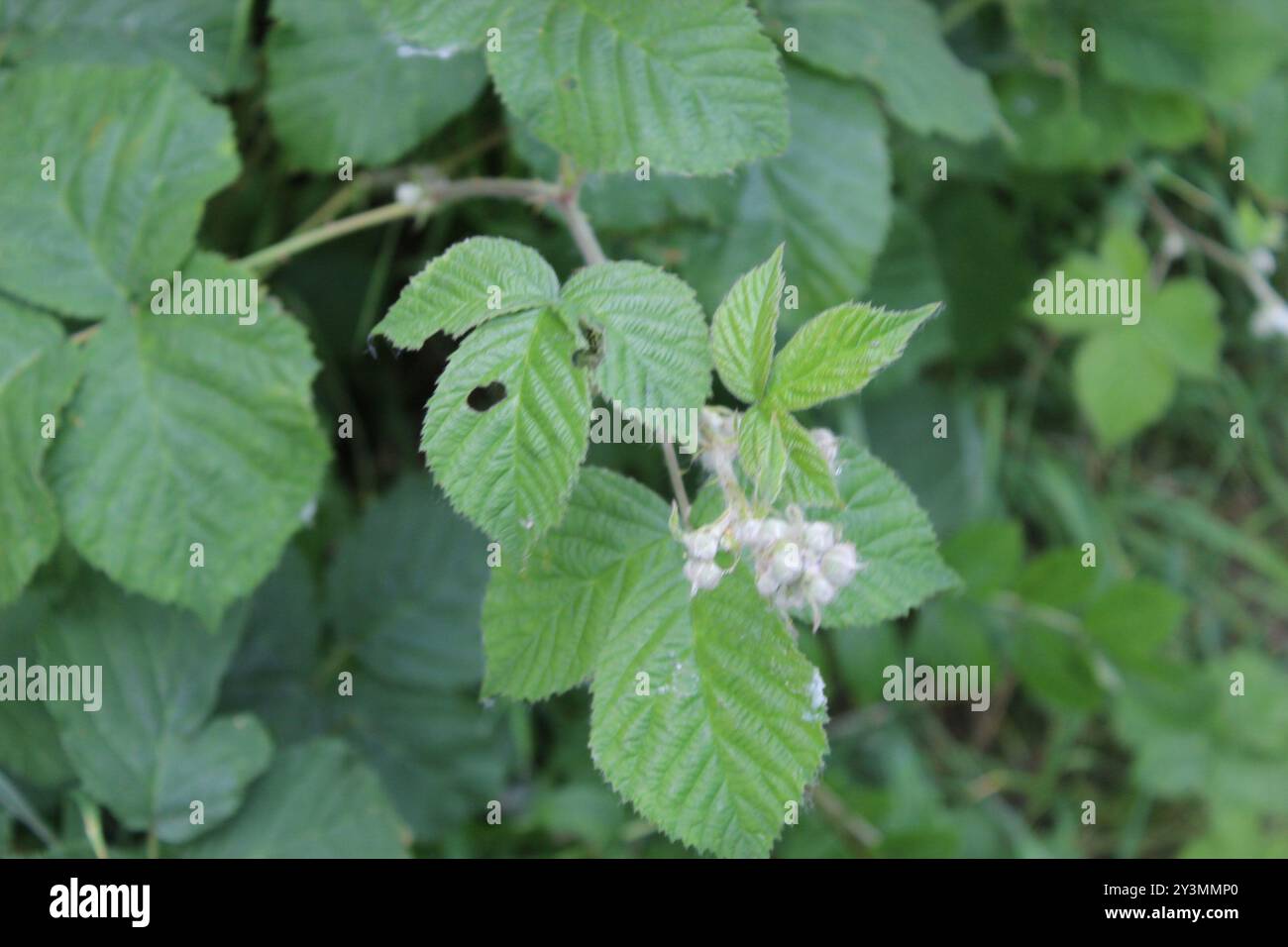 brambles (Rubus) Plantae Stock Photo - Alamy