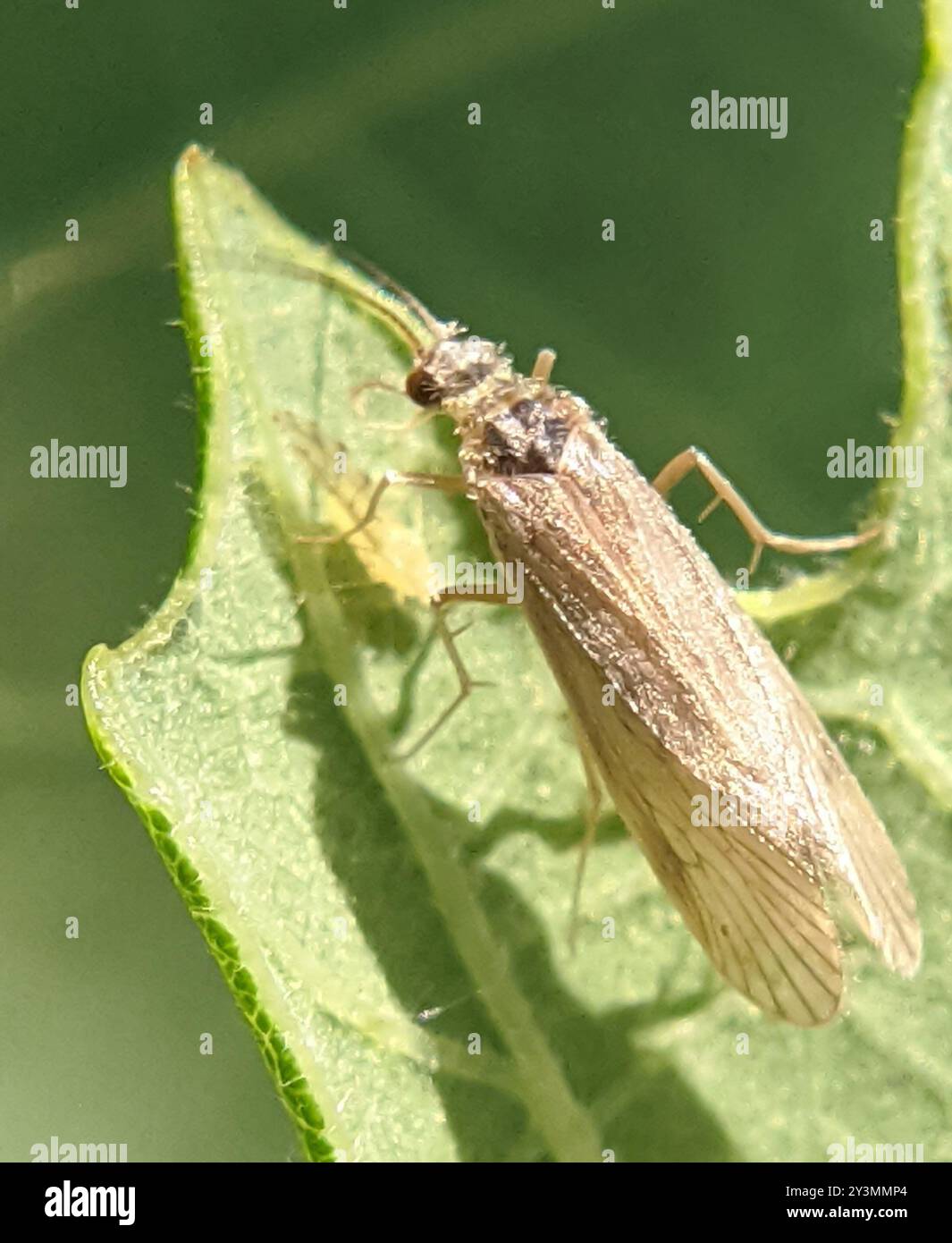 Net-spinning Caddisflies (Hydropsychidae) Insecta Stock Photo - Alamy