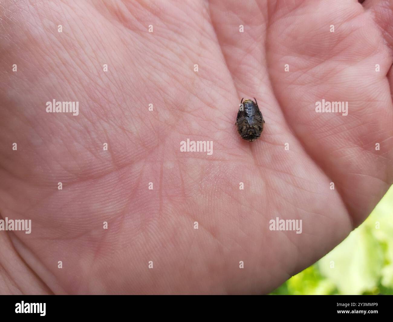 Mediterranean Spotted Chafer (Oxythyrea funesta) Insecta Stock Photo ...
