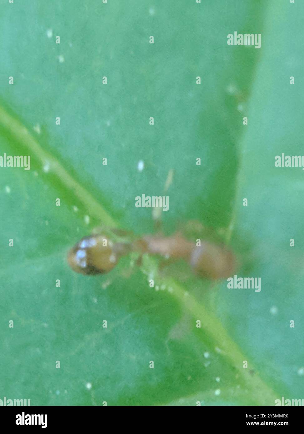 Bent-spined Acorn Ant (Temnothorax curvispinosus) Insecta Stock Photo ...