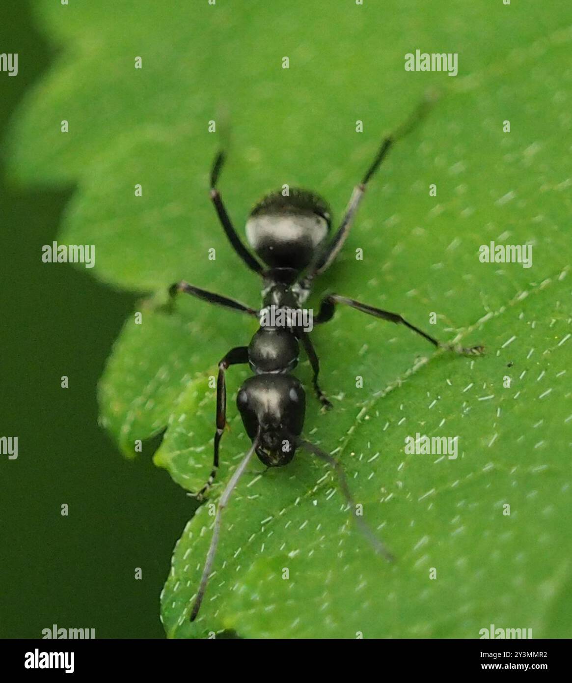 fusca-group Field Ants and Allies (Formica fusca) Insecta Stock Photo ...