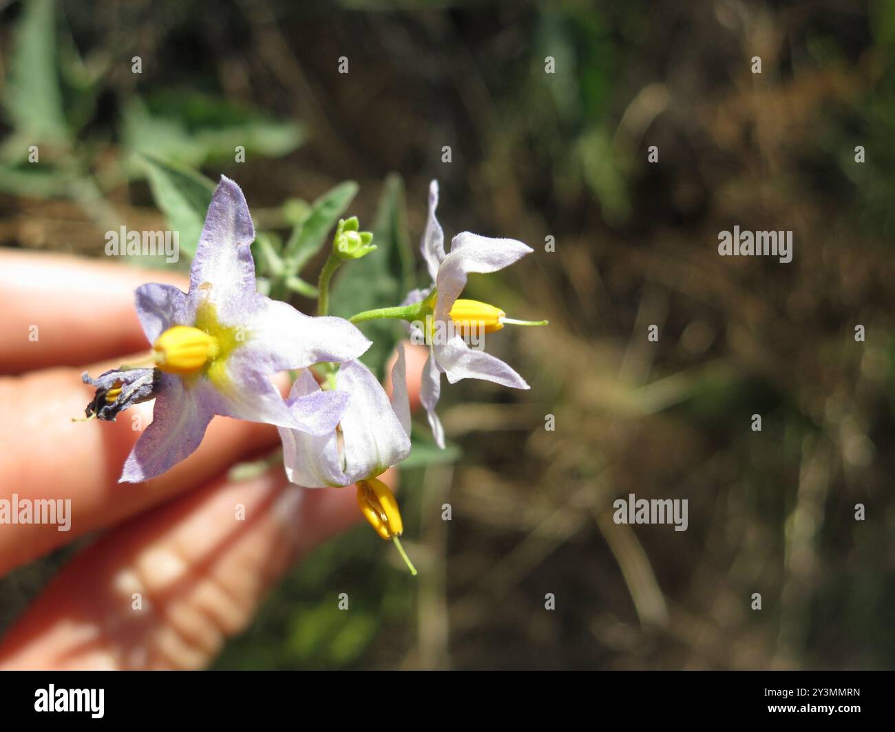 greenspot nightshade (Solanum douglasii) Plantae Stock Photo - Alamy