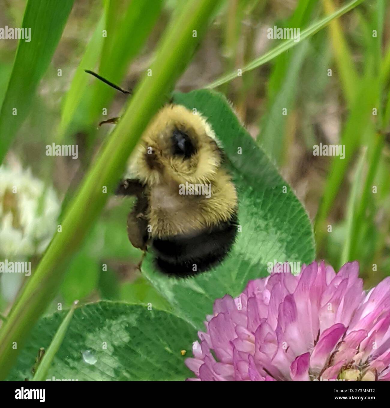 Half-black Bumble Bee (Bombus vagans) Insecta Stock Photo - Alamy