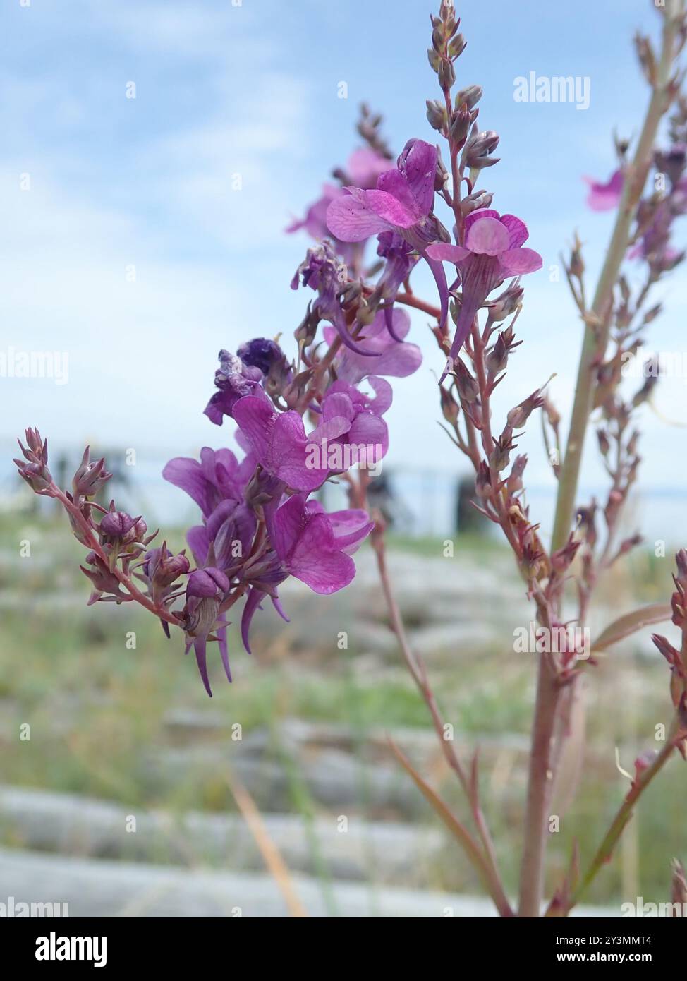 Purple Toadflax (Linaria purpurea) Plantae Stock Photo - Alamy