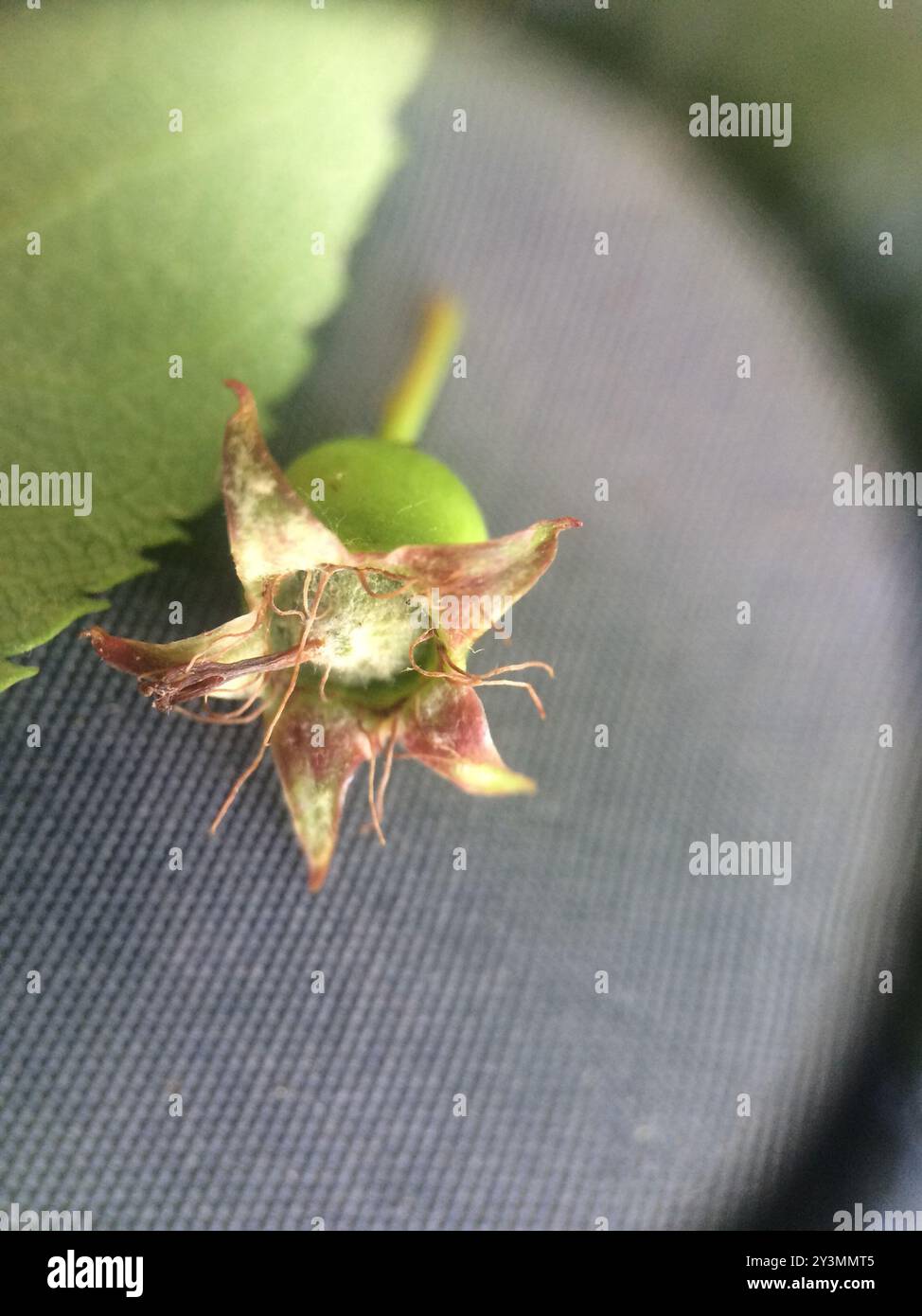 Running Serviceberry (Amelanchier stolonifera) Plantae Stock Photo - Alamy