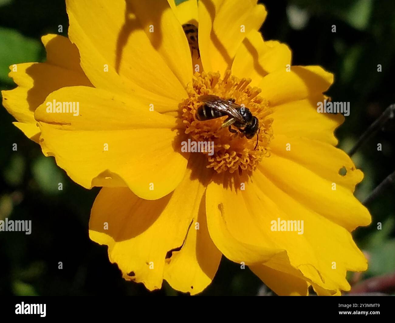 Sweat Bees (Halictidae) Insecta Stock Photo - Alamy