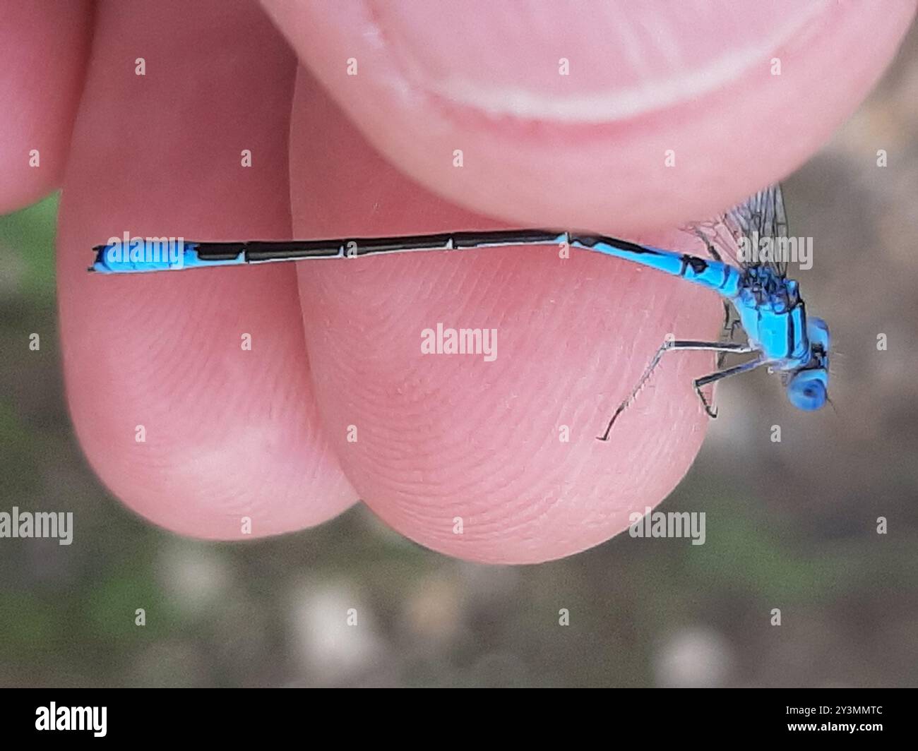 Azure Bluet (Enallagma aspersum) Insecta Stock Photo - Alamy