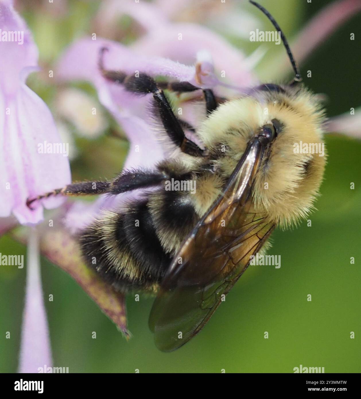 Two-spotted Bumble Bee (Bombus bimaculatus) Insecta Stock Photo - Alamy