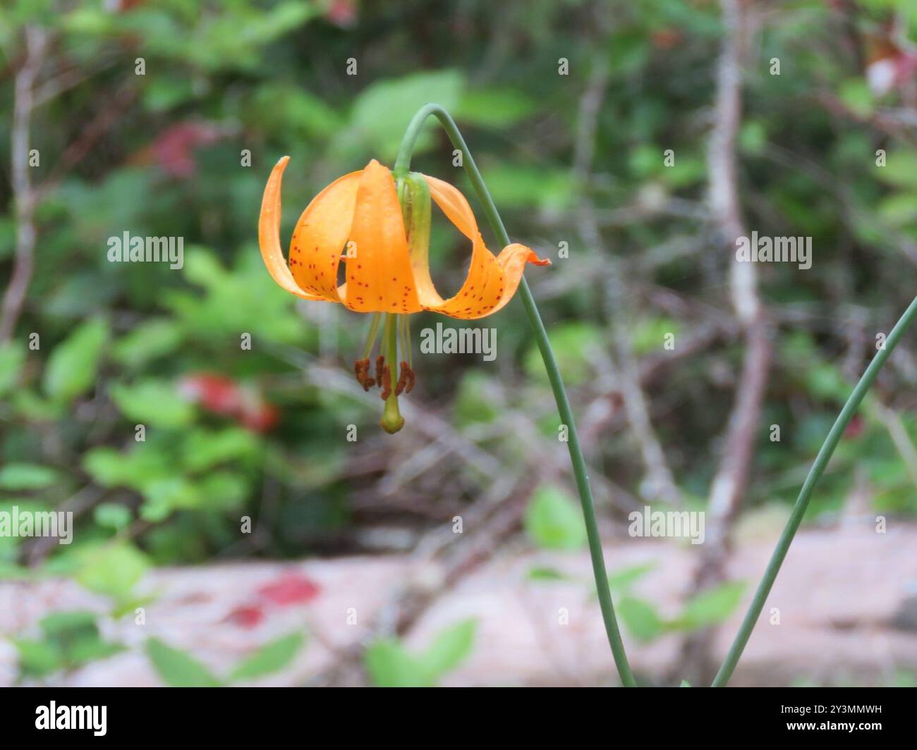 Columbia lily (Lilium columbianum) Plantae Stock Photo - Alamy