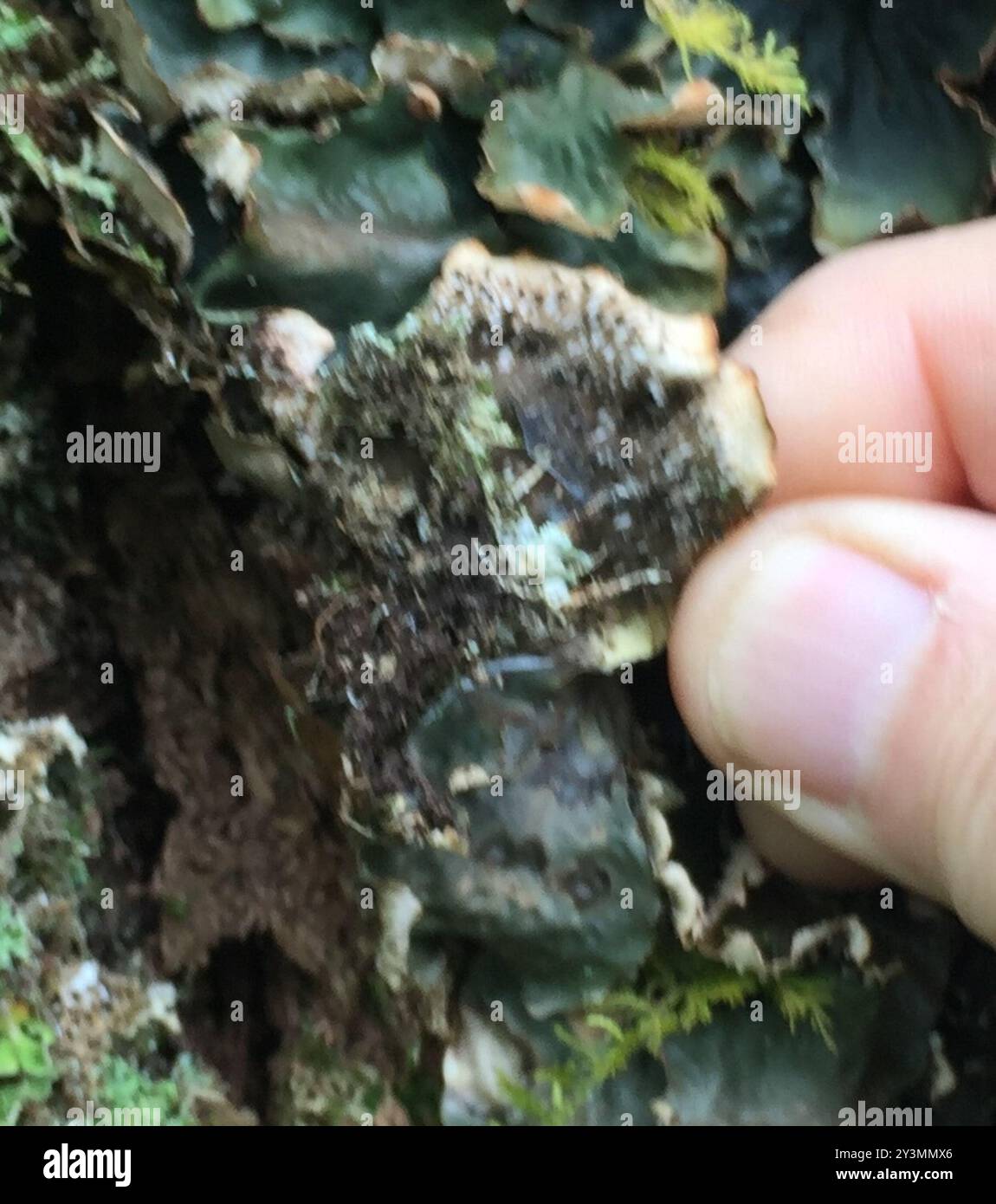 many-fruited pelt lichen (Peltigera polydactylon) Fungi Stock Photo - Alamy