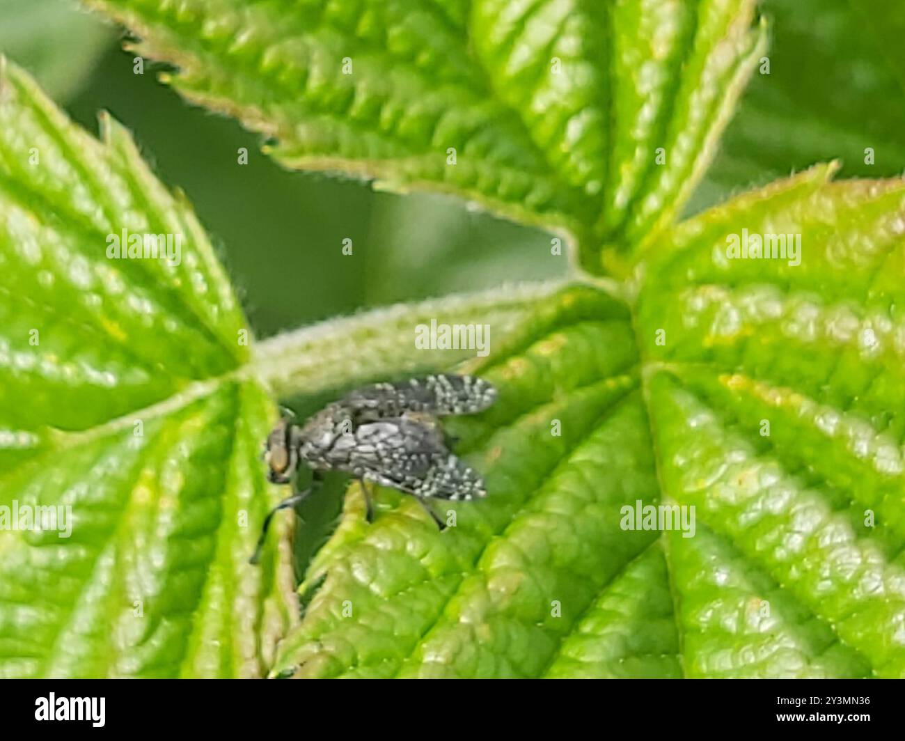 Dancing Kiss Fly (Platystoma seminationis) Insecta Stock Photo - Alamy