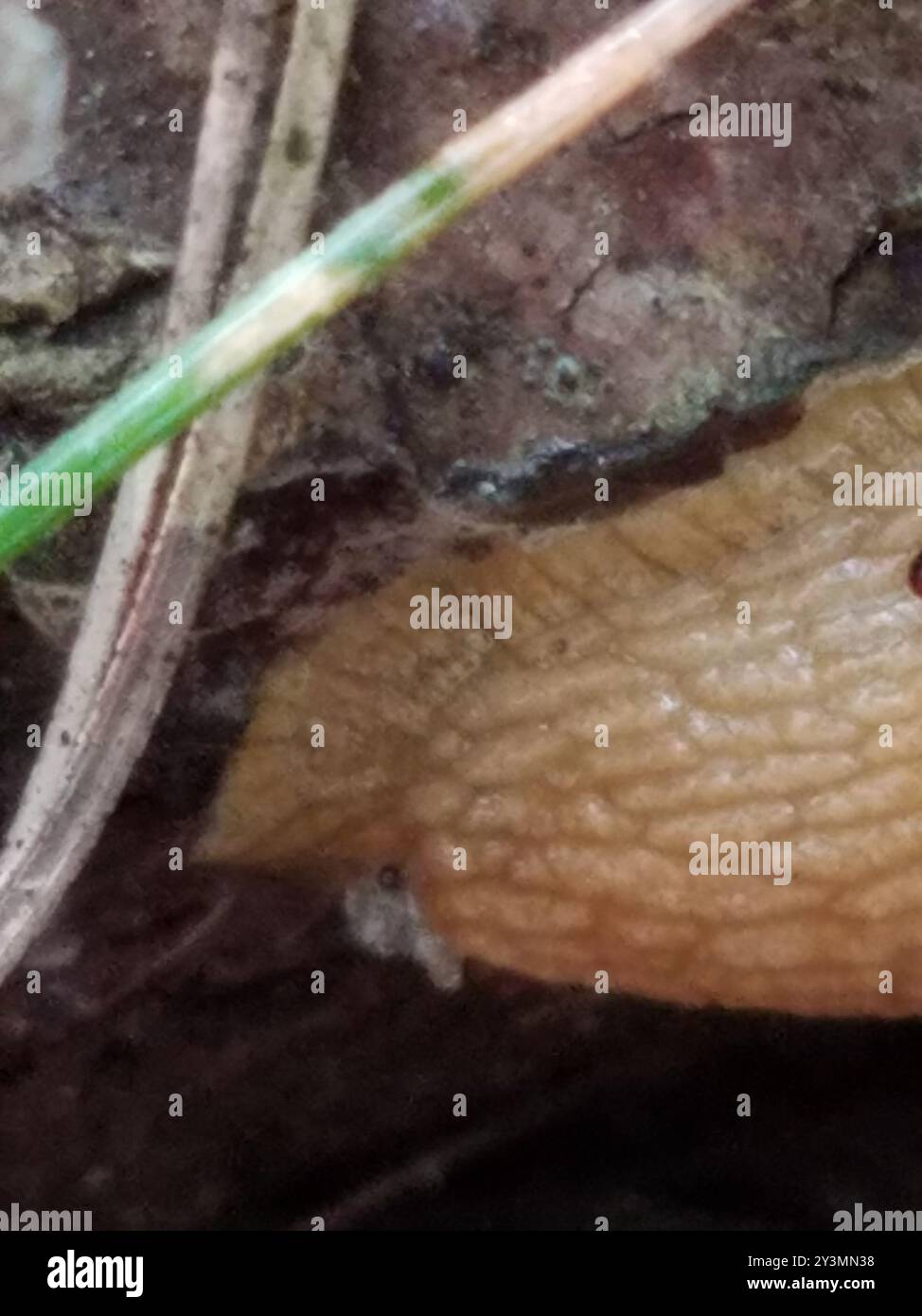 Arion Slugs (Arion) Mollusca Stock Photo - Alamy