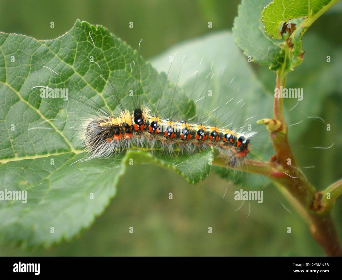 Acronicta tridens hi-res stock photography and images - Alamy